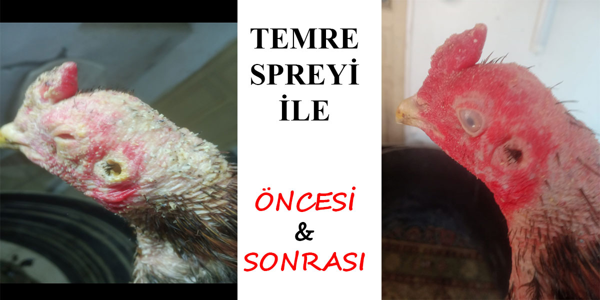 Hint Horozu - Horozlarda Temre Şeker Hastalığı Tedavisi ilacı - Kesin ...