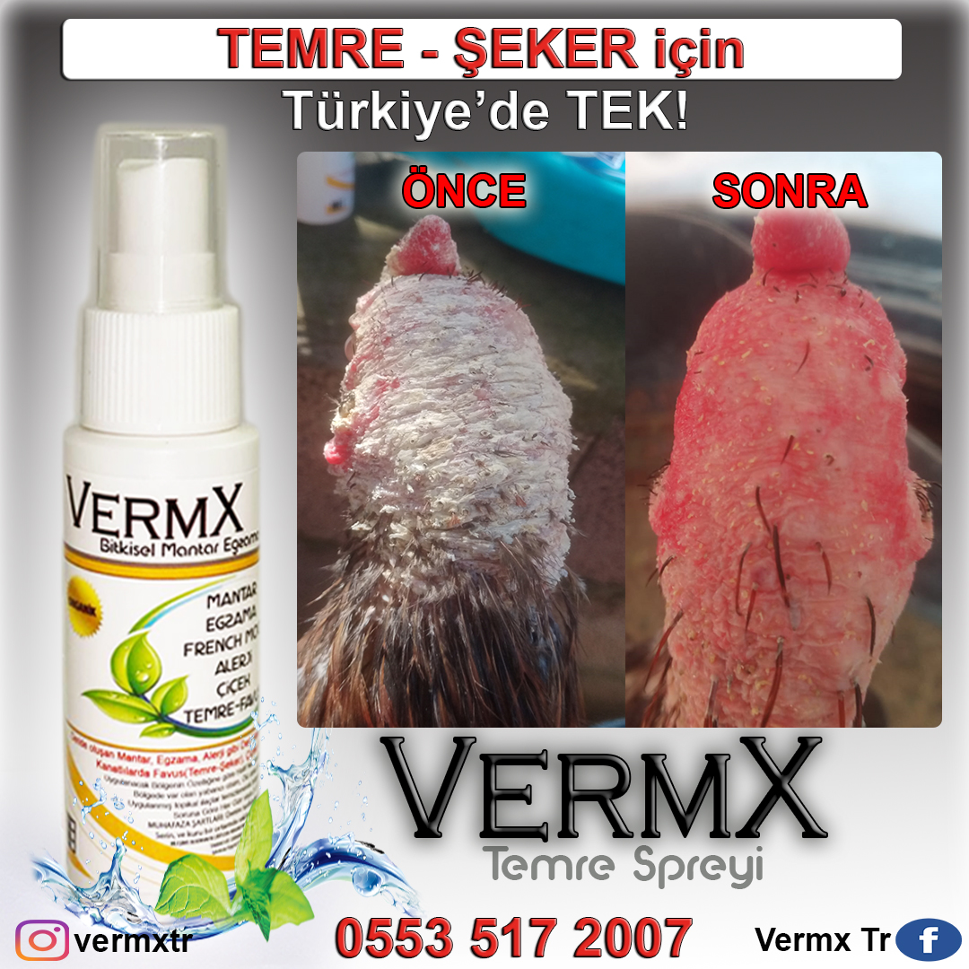 Hint Horozu - Horozlarda Temre Şeker Hastalığı Tedavisi ilacı - Kesin ...